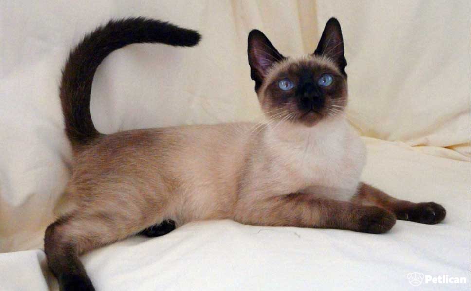 American Keuda Cinsi Kedi özellikleri Ve Bakımı